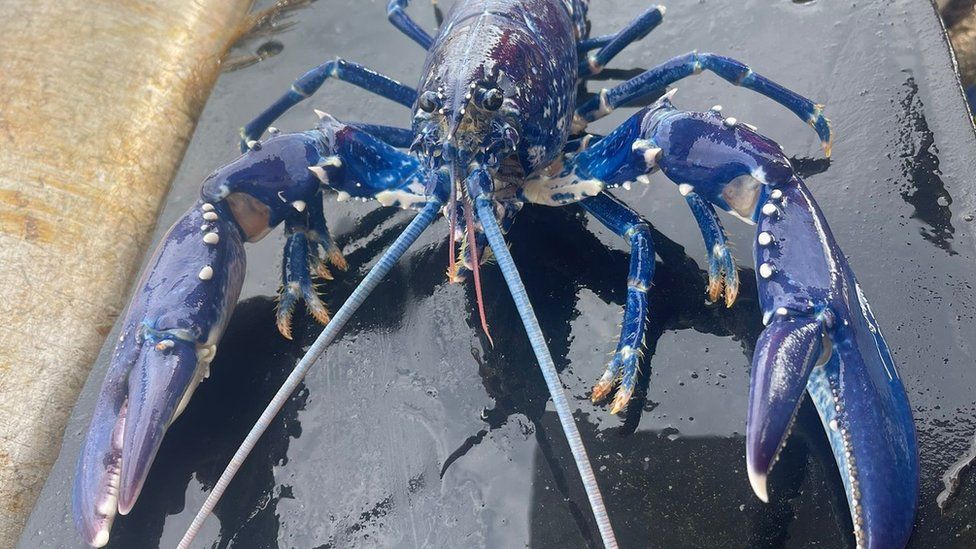 Blue lobster 'catch of a lifetime' for Belfast fisherman - twice! - BBC ...