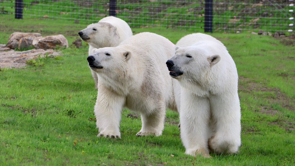 Images Of Polar Bears Family