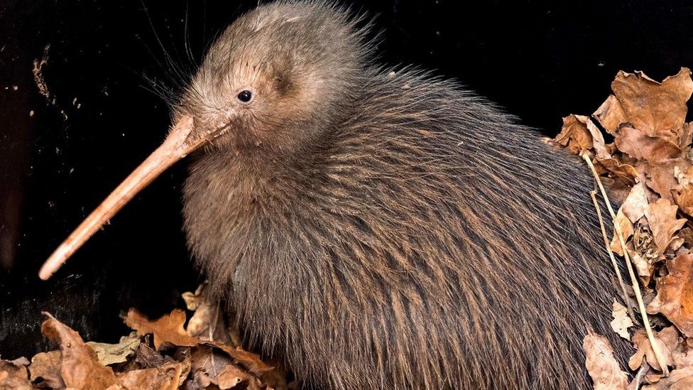 New Zealand's plan to save the kiwi - BBC News