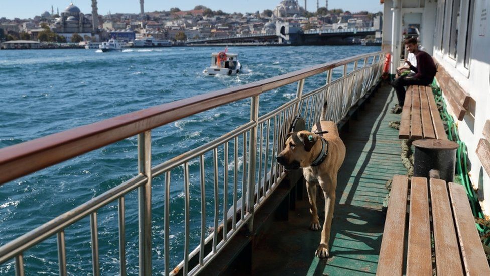 Meet Boji the dog explorer! - BBC Newsround