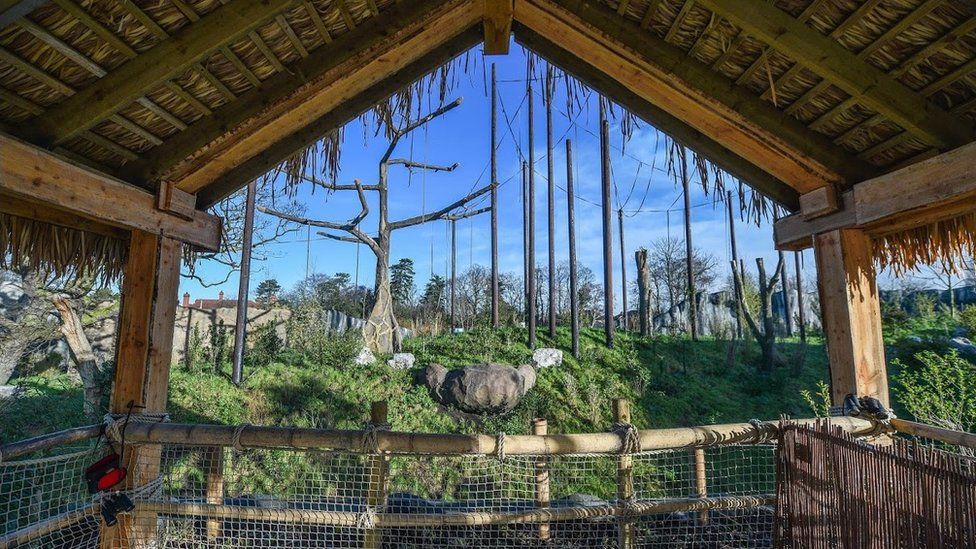 Chester Zoo 'playground' for orangutans and gibbons opens - BBC News