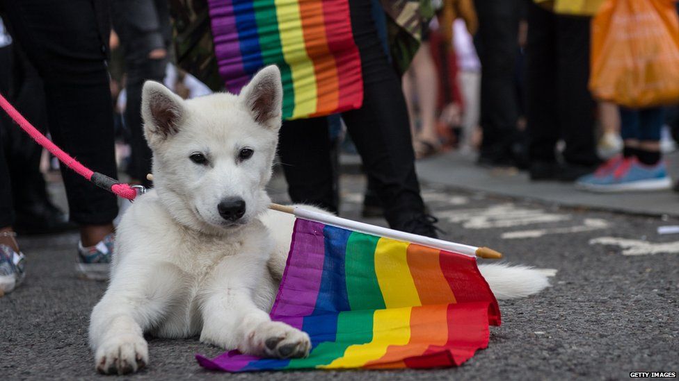 Two proposals and other Pride moments to make us feel good - BBC News