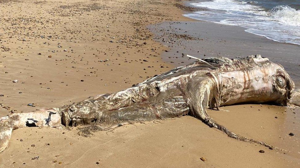 'Badly decomposed' whale washes up on Southwold beach - BBC News