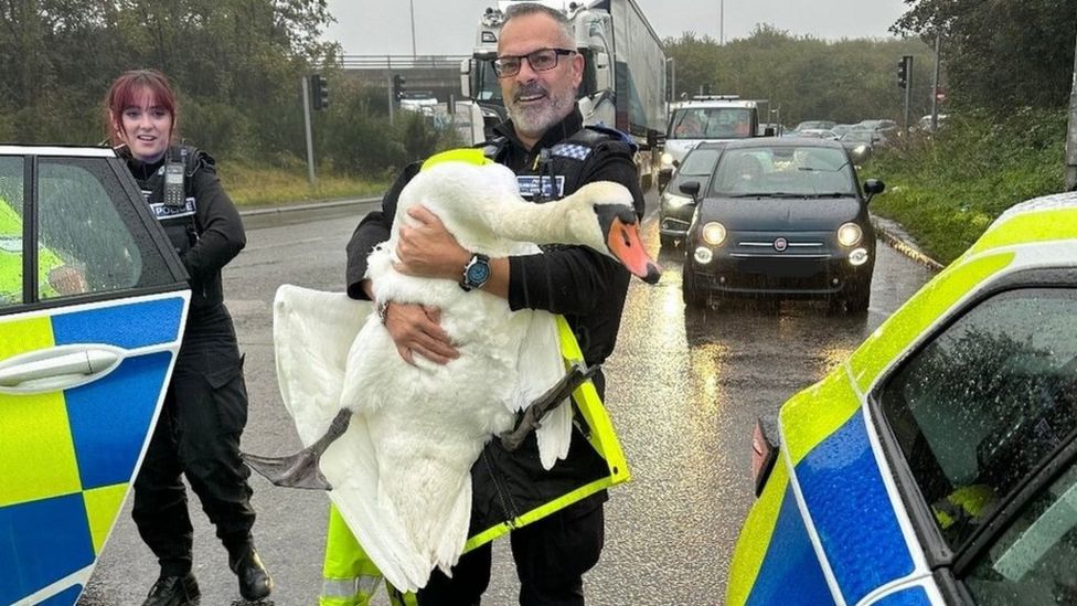M1: Officers swoop to rescue stricken swan from motorway - BBC News