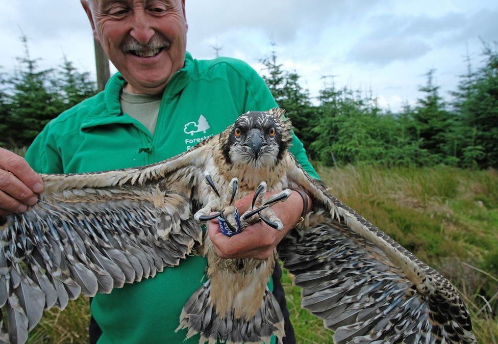 Kielder Forest osprey chicks get ID rings fitted - BBC News