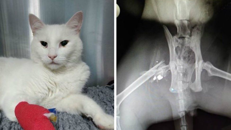 Slough cat impaled with 'sharpened stick' - BBC News