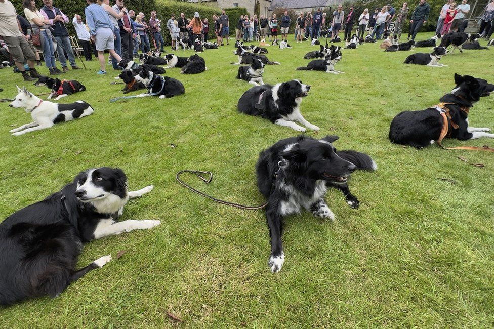 Northumberland cafe's charity 'bank collie-day' - BBC News