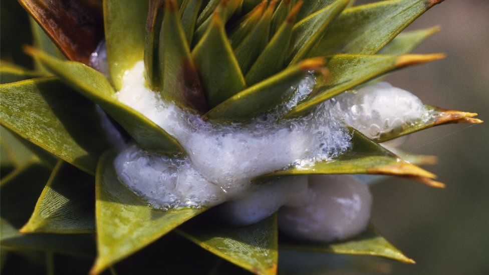 Cuckoo spit: The foamy white goo on your plants - BBC Newsround