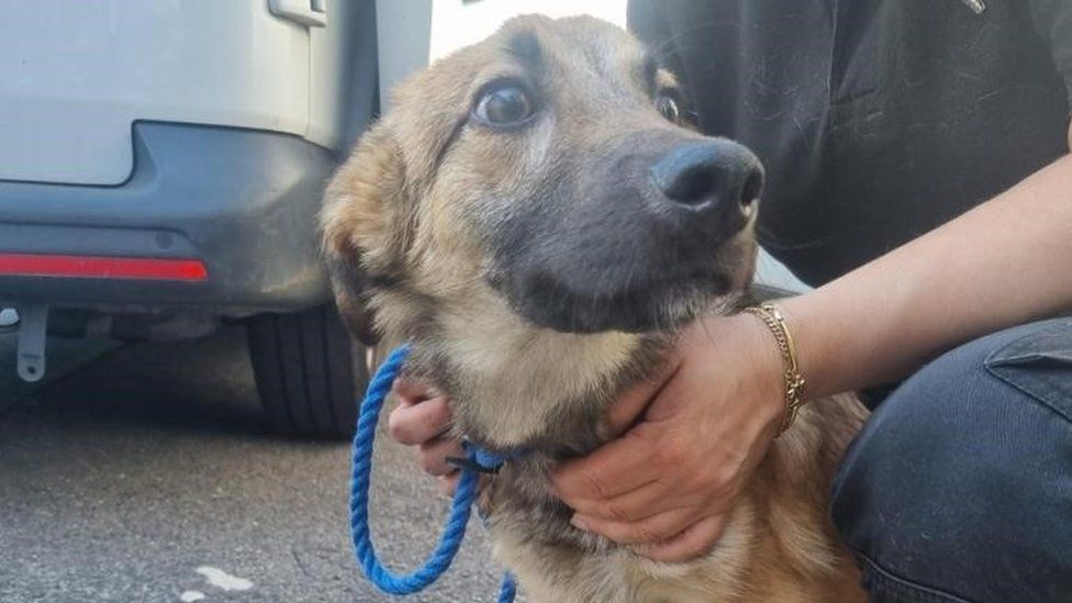 Pandemic puppy boom illegal practices persist, say vets - BBC News