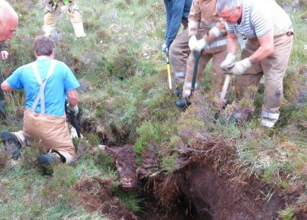 Bull saved after 48 hours in muddy hole on Skye - BBC News