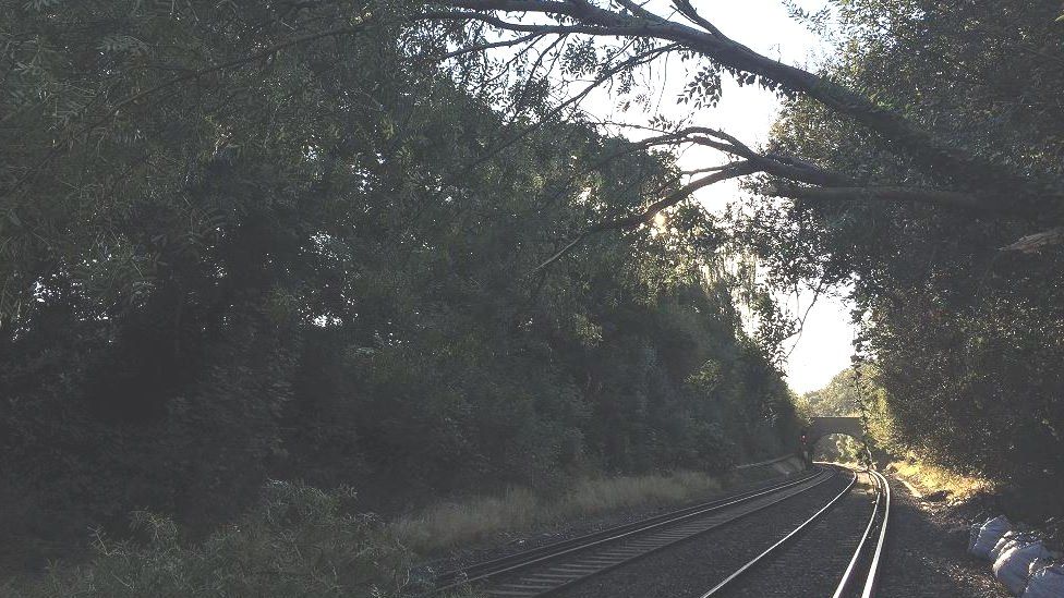 Tree blocks Reading to Wokingham train line - BBC News