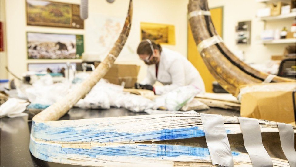 Woolly mammoth: Tusk reveals ancient creature's lifetime journey - BBC ...