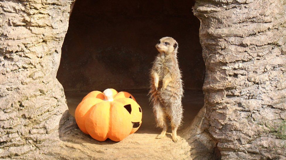 Animals get into the Halloween spooky spirit - BBC Newsround
