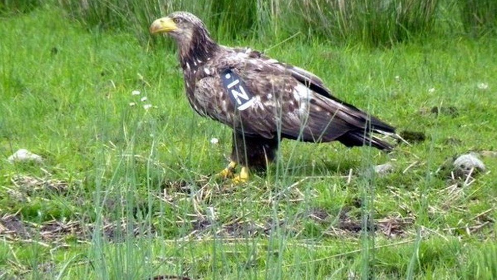 White-tailed sea eagle spreads its wings again - BBC News
