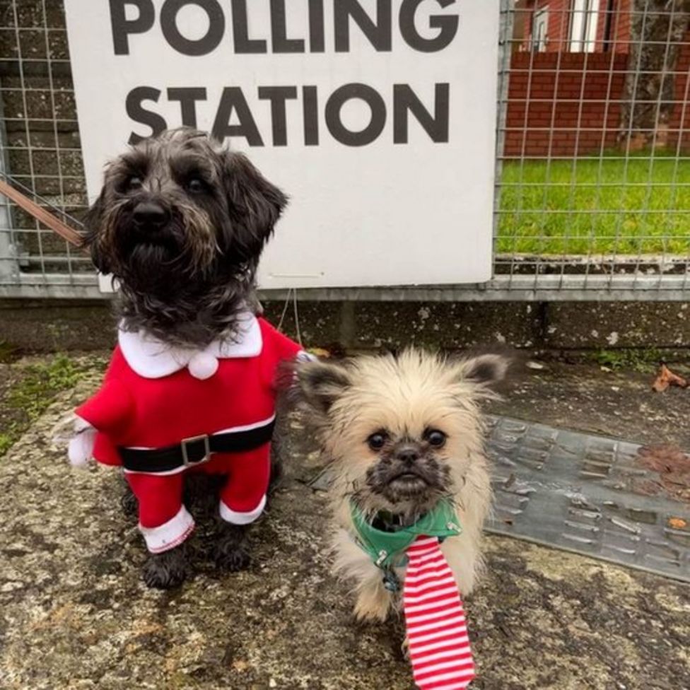 Dogs at polling stations: Pooches at the polls - BBC News