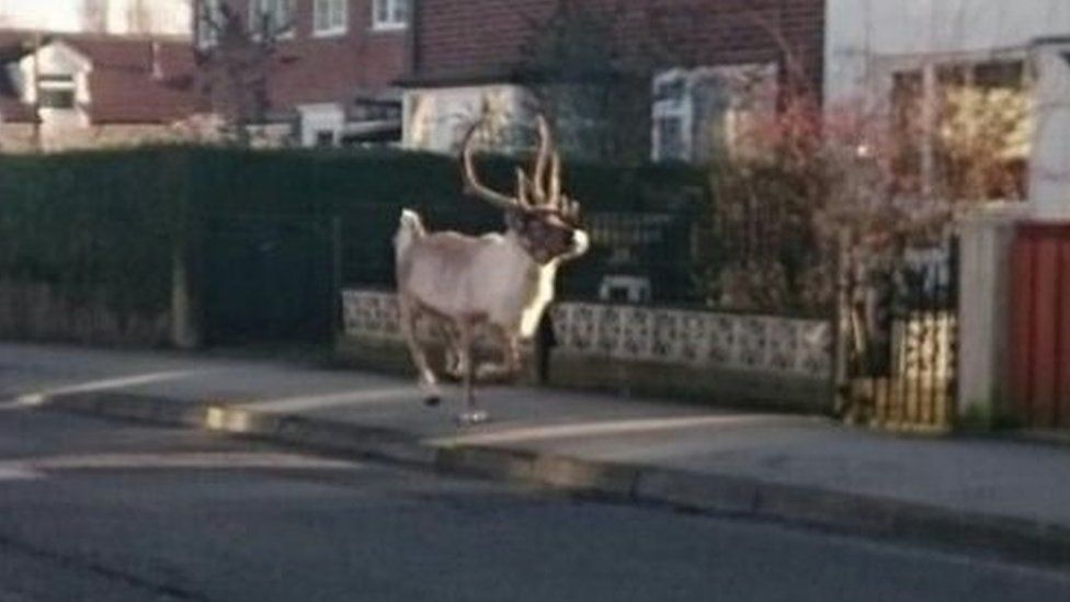 Missing reindeer found after escaping from Elveden Christmas grotto ...