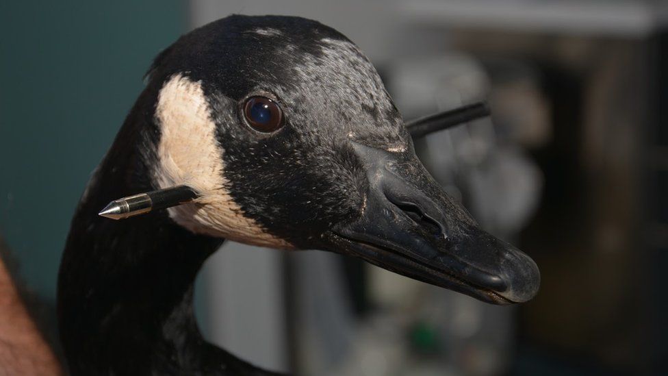 Goose shot through head with crossbow bolt in Birmingham - BBC News