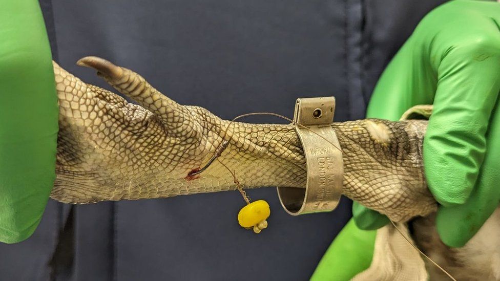 Two cygnets injured in Sunderland by discarded fishing hooks - BBC News