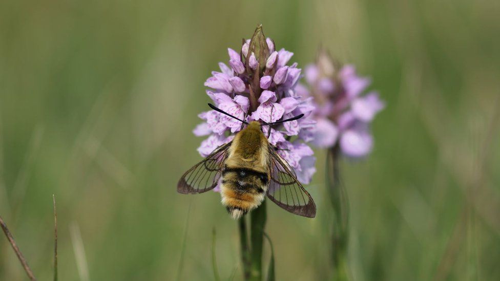 Rare narrow-bordered bee hawk-moth spotted at new sites - BBC News