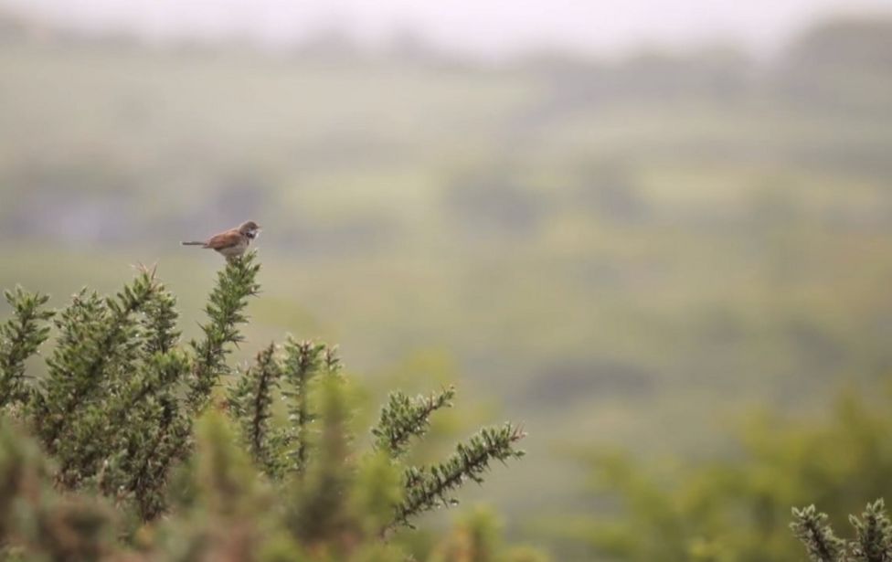 Helman Tor: Fundraiser to make reserve 'bigger and better' - BBC News