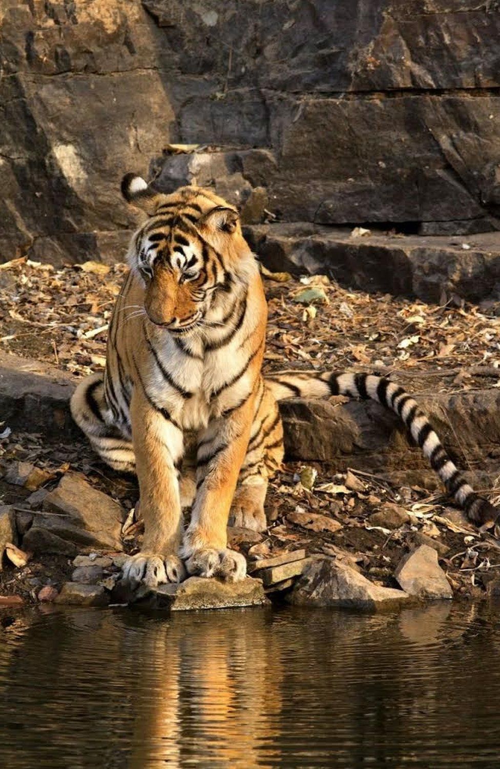 India's most famous tiger, Machli, dies in Ranthambore aged 19 - BBC News