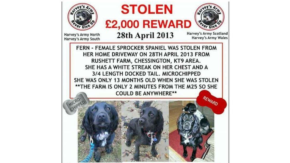 Family reunited with missing spaniel after six years - BBC News