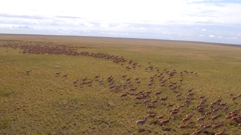 Mammal migration: New global map shows how it's changing - BBC Newsround