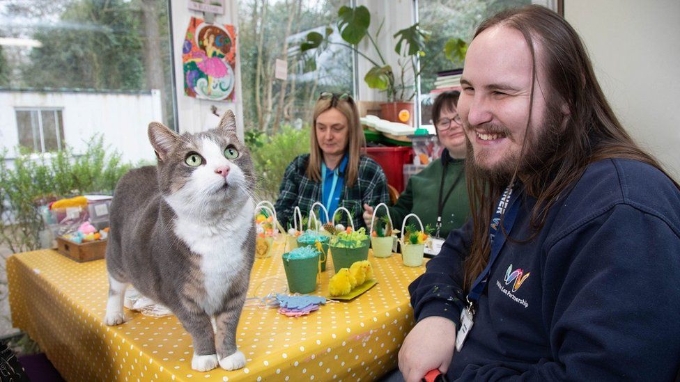 National Cat Awards 2023: Meet the finalists! - BBC Newsround