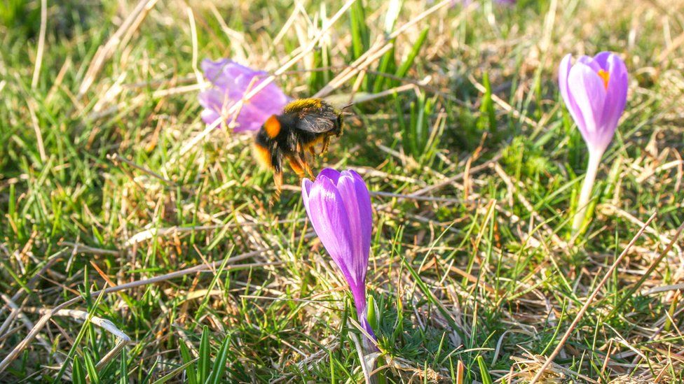 In pictures: Large field of crocuses blooms in Berkshire - BBC News