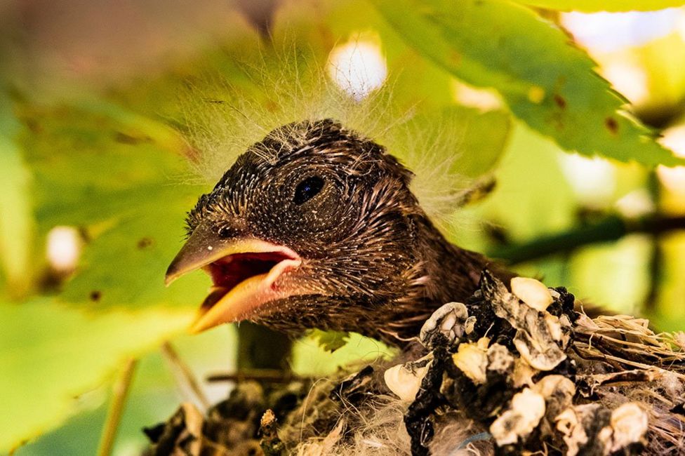 Your pictures on the theme of 'signs of spring' - BBC News