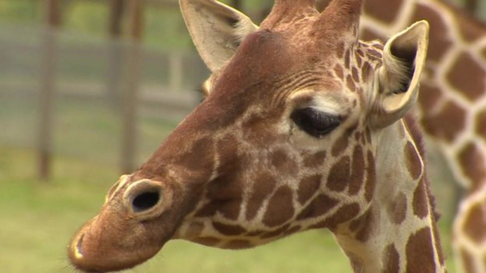 Newsround's pick of the world's smelliest things - BBC Newsround