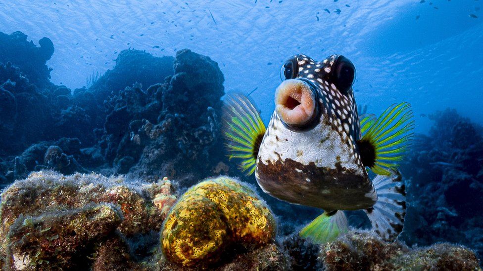 The Comedy Wildlife Awards: check out this funny-looking bunch - BBC ...