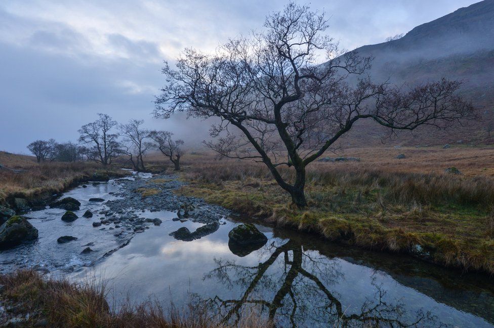 Cumbria's 'lone trees' and surrounding landscapes in pictures - BBC News