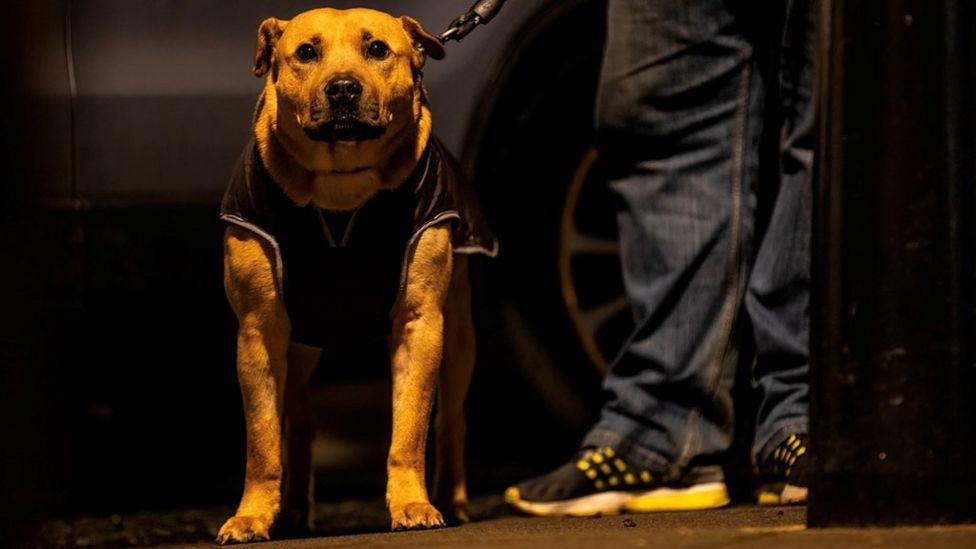 Year of the Dog: Film shows 'lifeline' between homeless people and ...