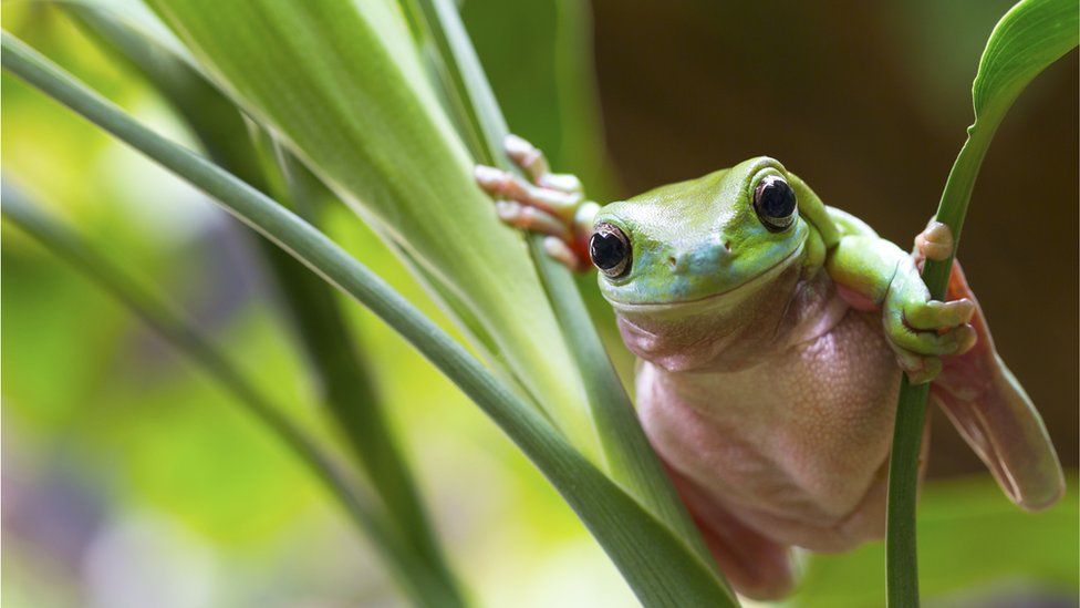 Could frog calls overtake Taylor Swift on the Australian charts? - BBC ...
