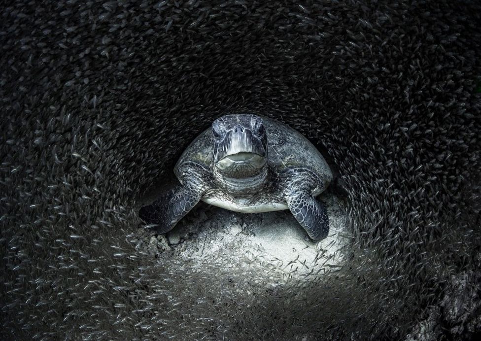 Ocean Photographer of the Year: Award winning photos - BBC Newsround