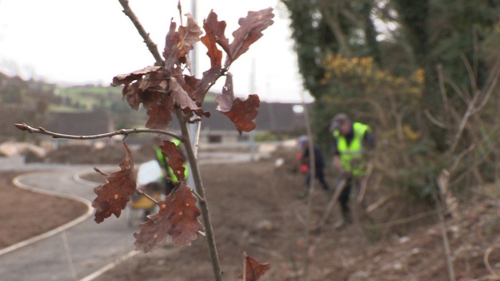 Forkhill peace forest planted at former army base - BBC News