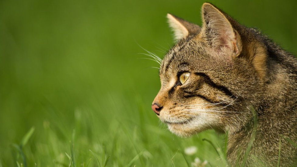 Scottish wildcat: Seized Conwy cat not endangered species - BBC News