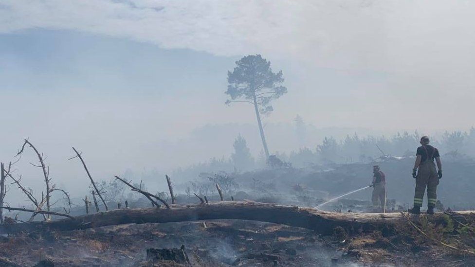 Wareham Forest: Strong winds reignite five-day-old blaze - BBC News