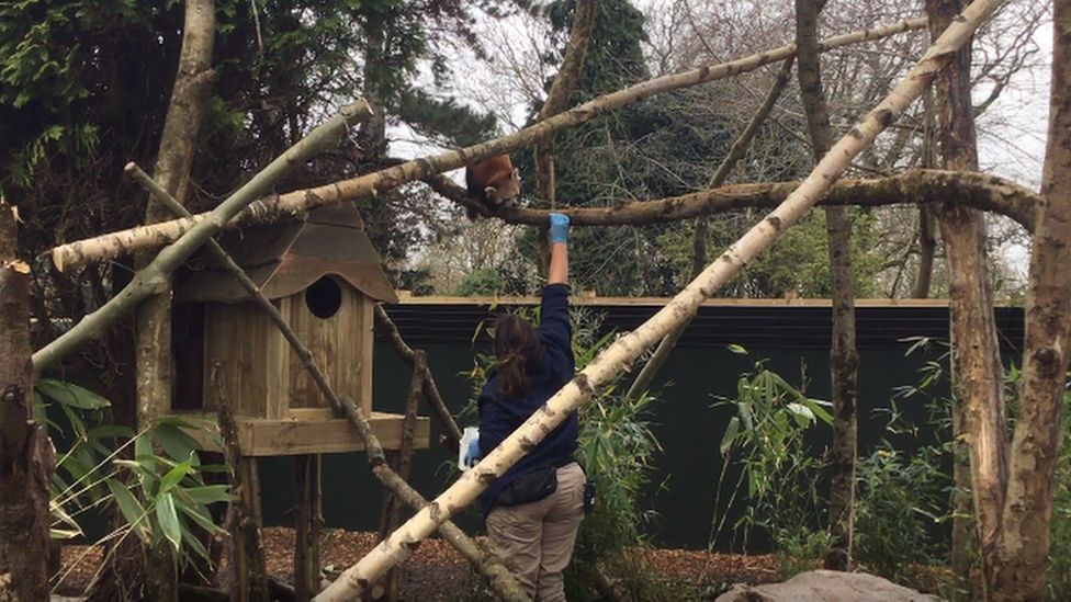 Bristol Zoo Project welcomes endangered red panda Nilo - BBC News