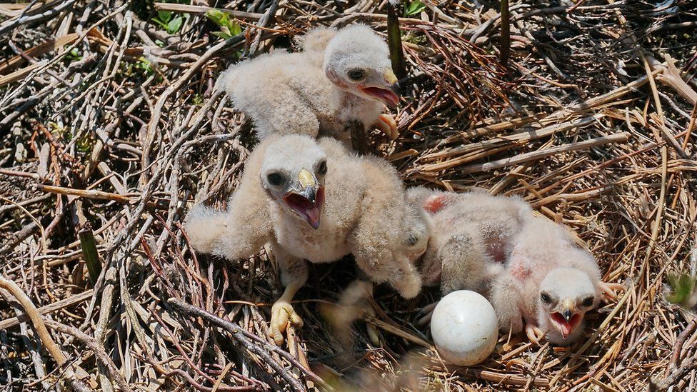 Eight hen harrier chicks discovered at Lancashire estate - BBC News