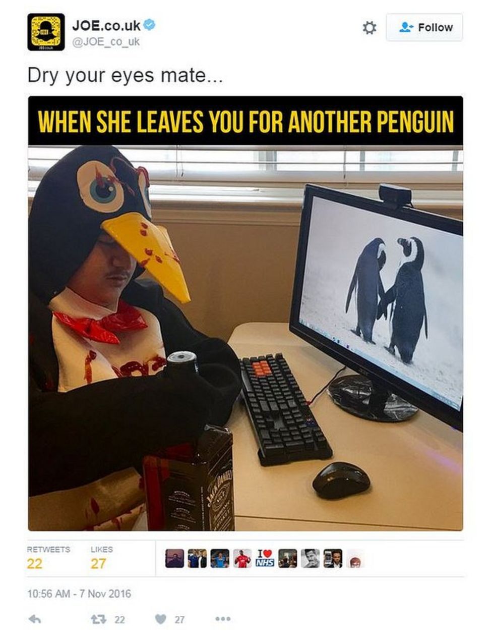 Home wrecker penguin has web in a flap - BBC News