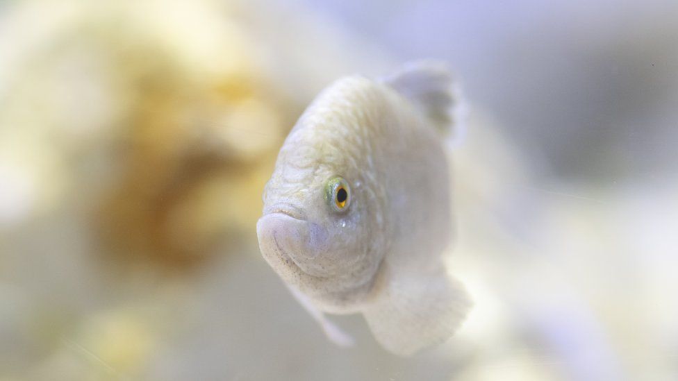 UK's first aquarium for extinct-in-the-wild freshwater fish opens today ...