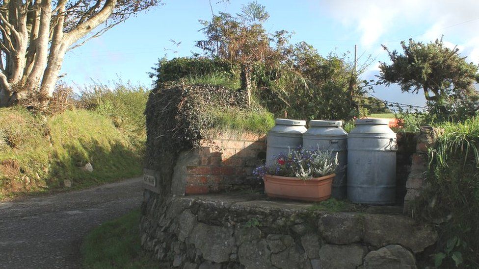 Llaeth y Cardi - BBC Cymru Fyw