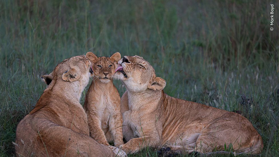 Wildlife Photographer of the Year People’s Choice Award winners - BBC ...