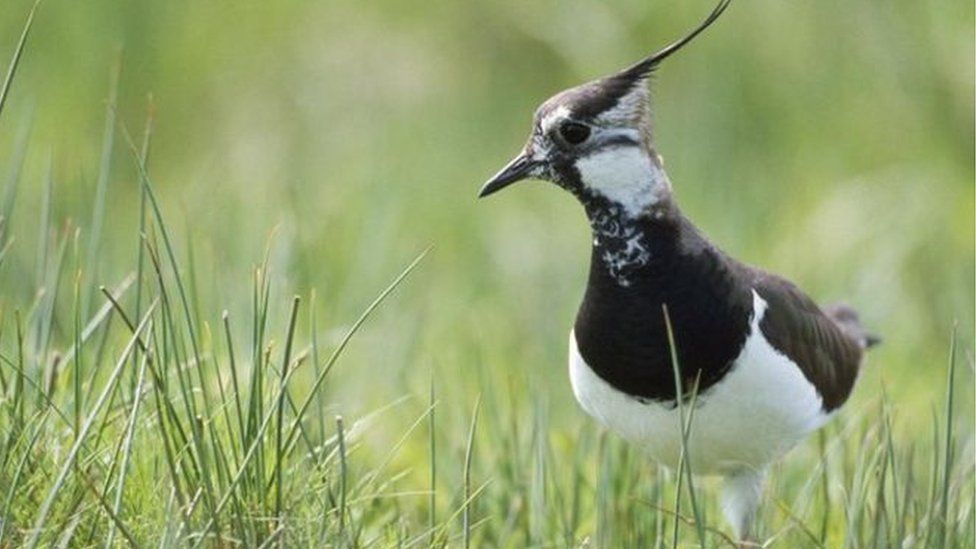 Lough Neagh scheme launched to improve habitat for protected birds ...