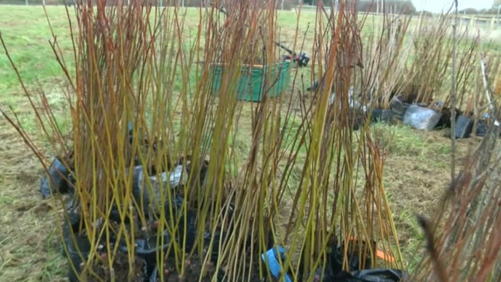 M25: Thousands of trees replanted after widening work - BBC News