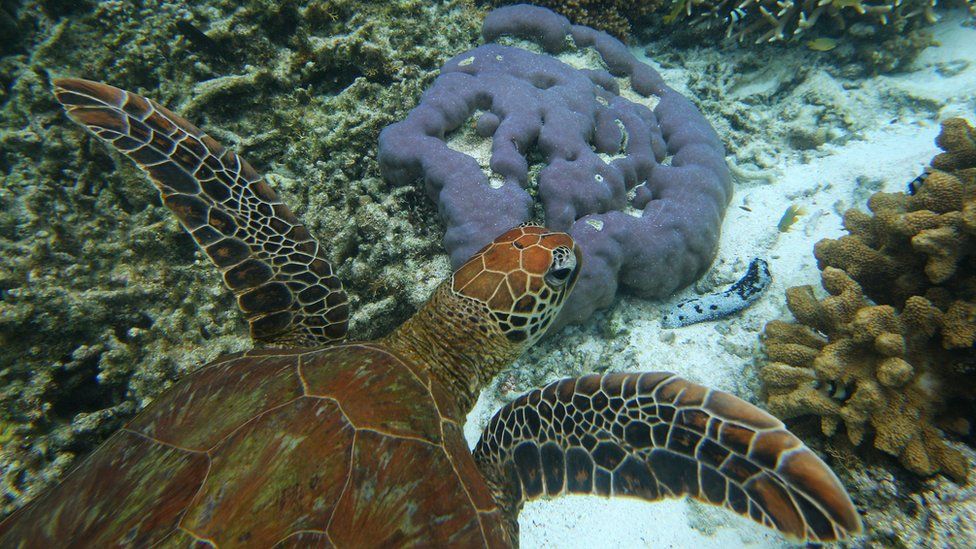 Blue Planet II: What's happening in week five? - BBC Newsround