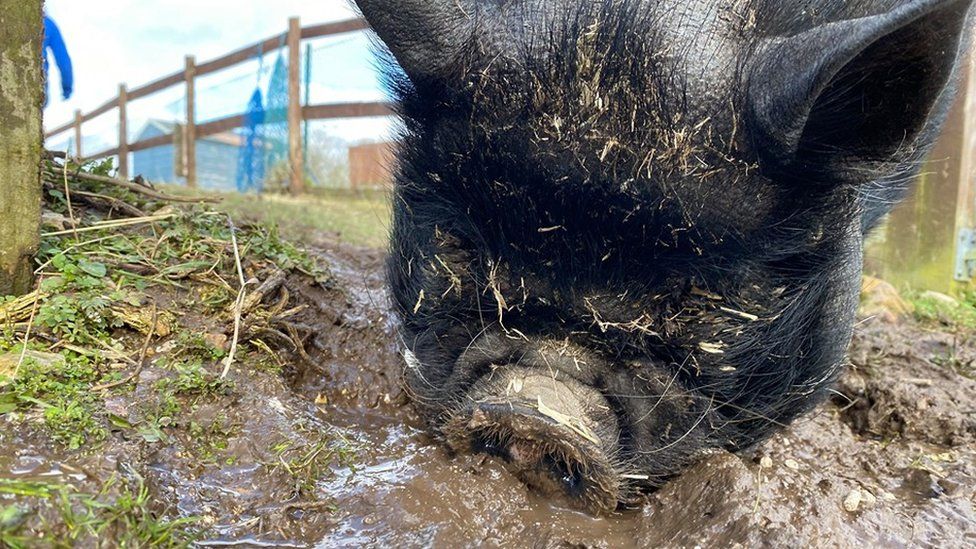 Weighty Felsted pig gets stuck in the mud - BBC News