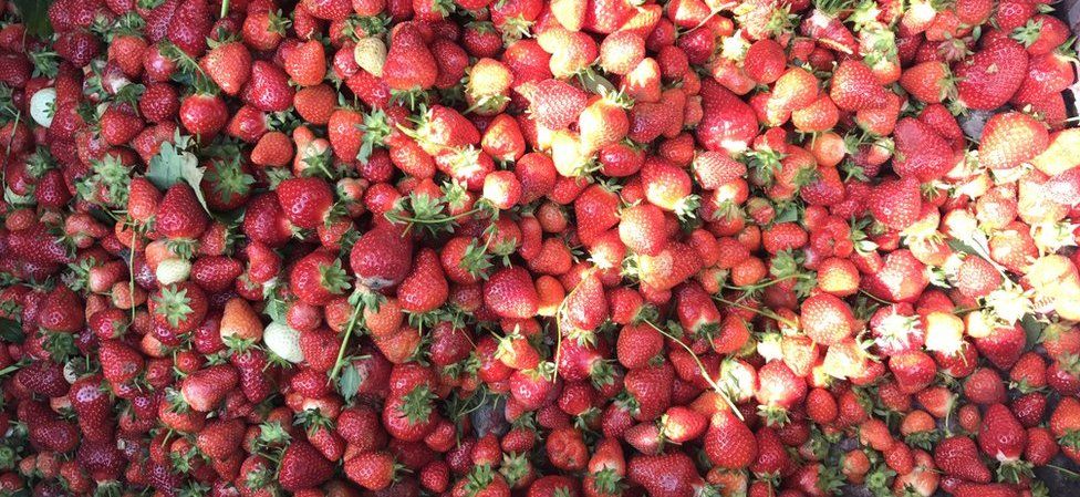 Scottish fruit and vegetable growth strategy unveiled - BBC News